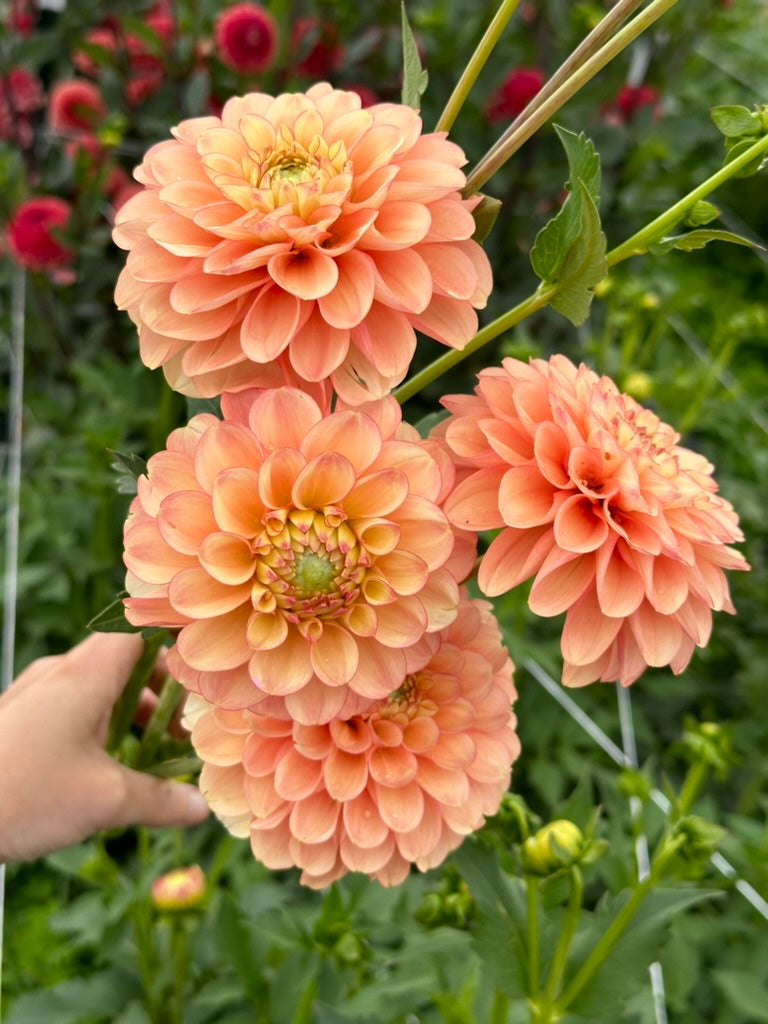 Burfoot Eva – Burfoot Flowers