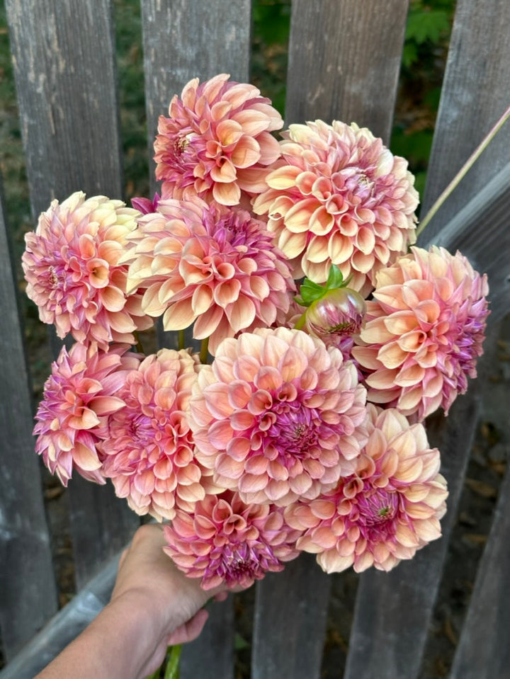 Burfoot Dahlias – Burfoot Flowers