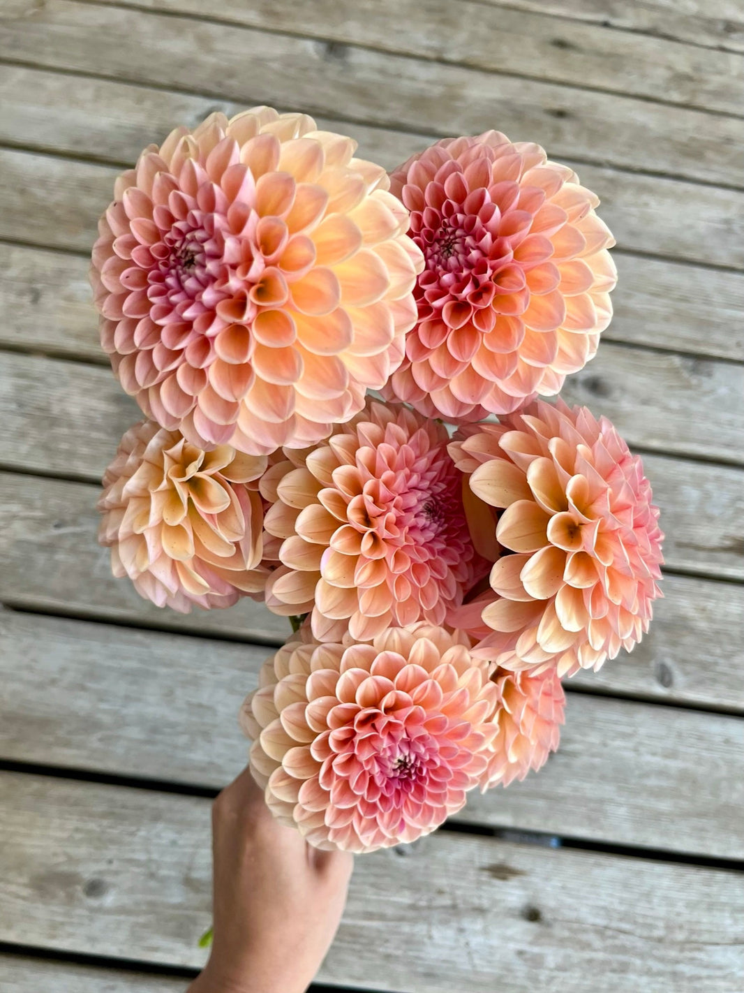 Dahlia Tuber Shop – Burfoot Flowers