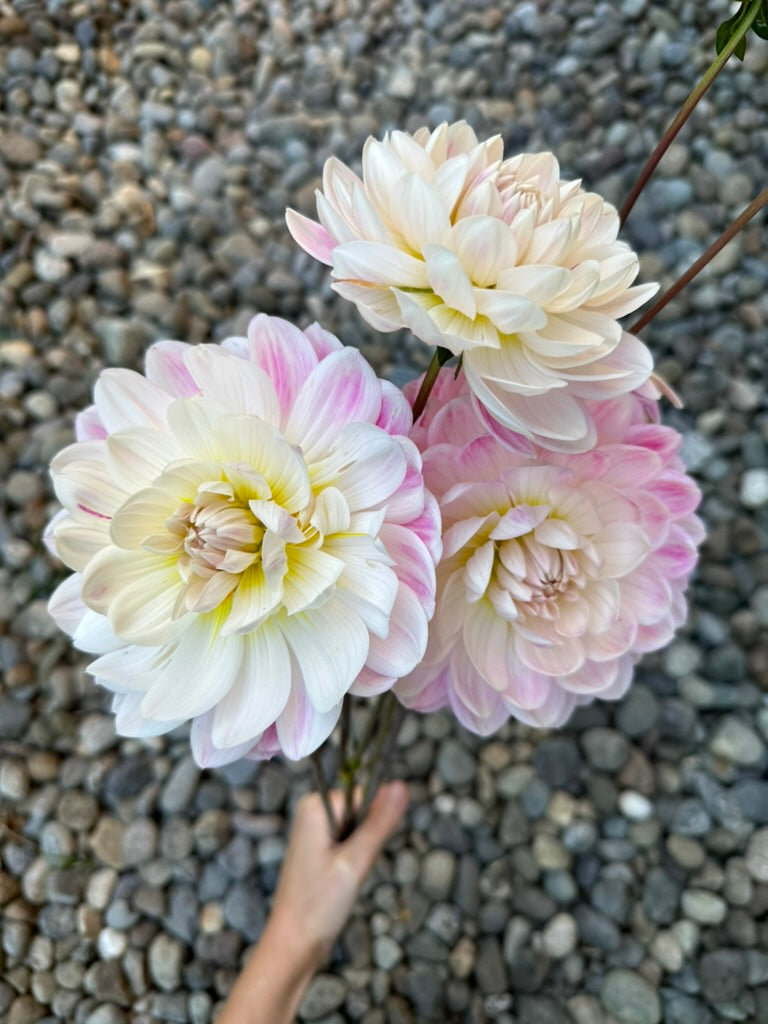 Kelgai Ann – Burfoot Flowers