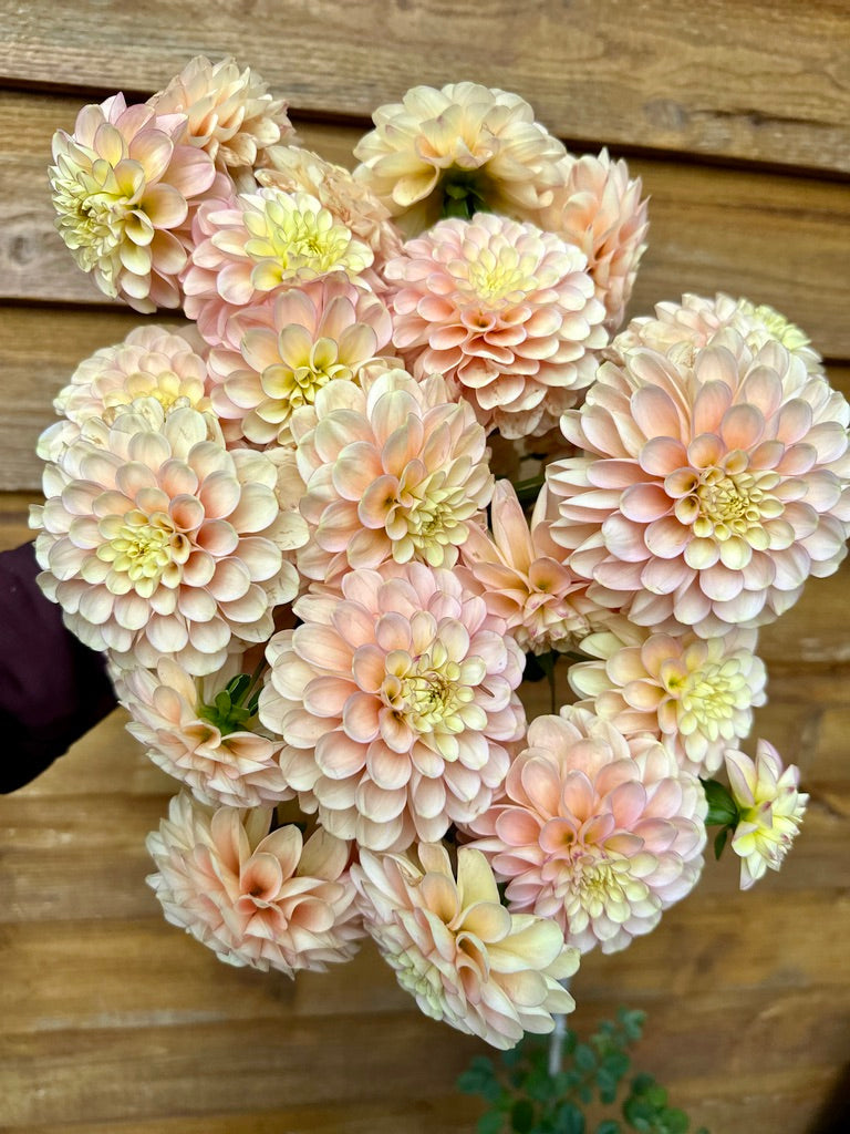 Burfoot Eva - Limit 3 – Burfoot Flowers