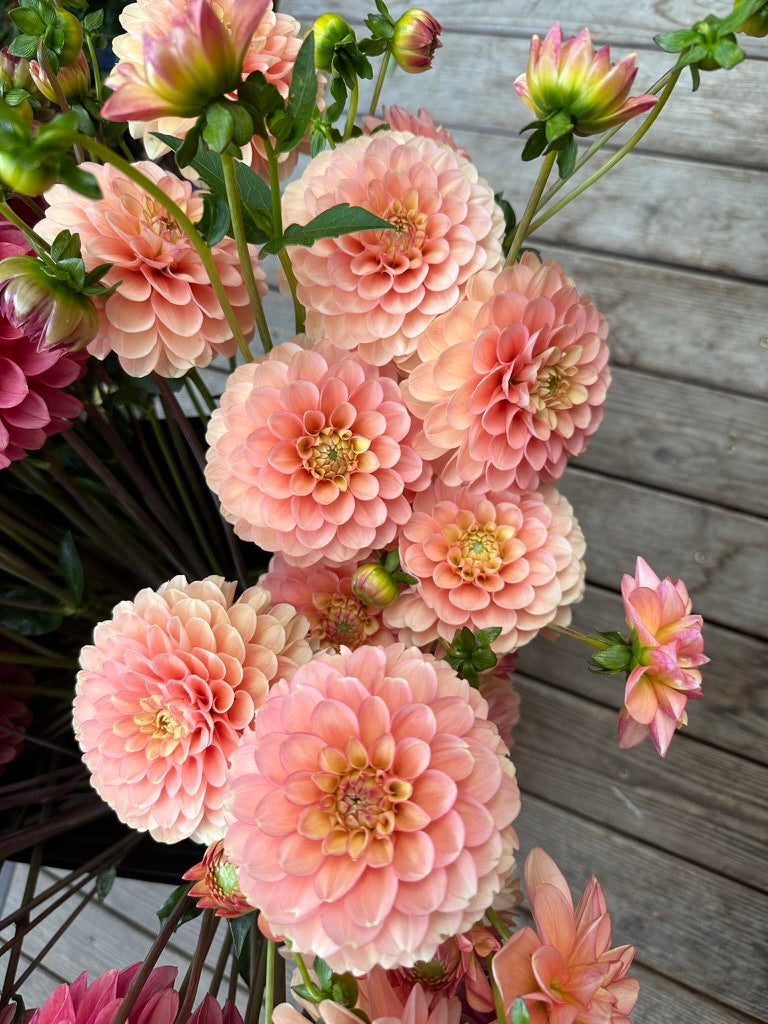 Burfoot Eva - Limit 3 – Burfoot Flowers
