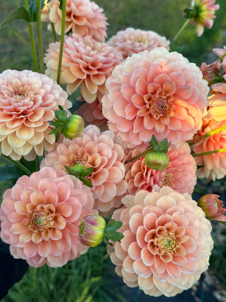 Dahlia Tuber Shop – Burfoot Flowers