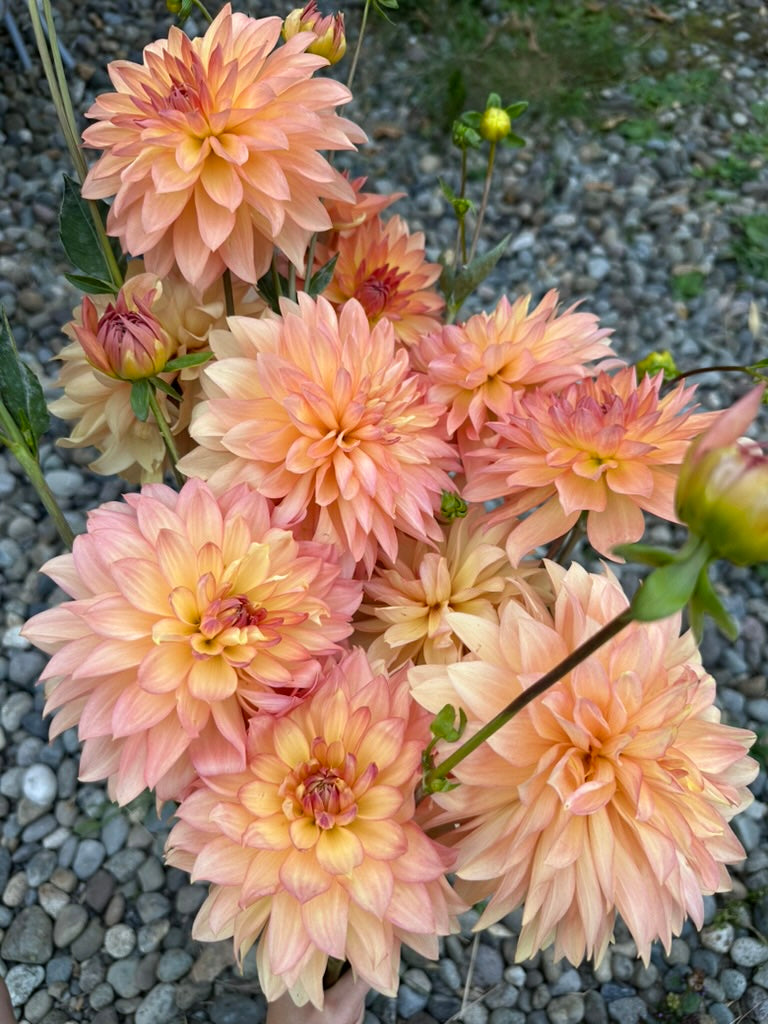 Burfoot Prosecco – Burfoot Flowers