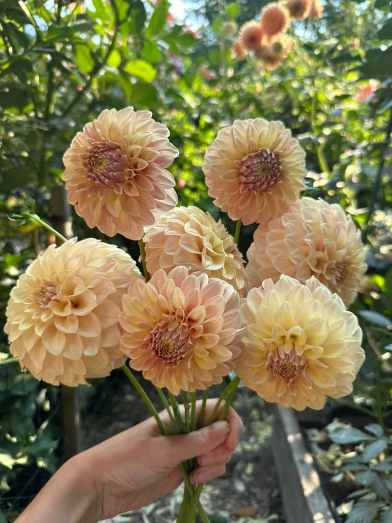 Coorabell Astrid - Limit 1 – Burfoot Flowers