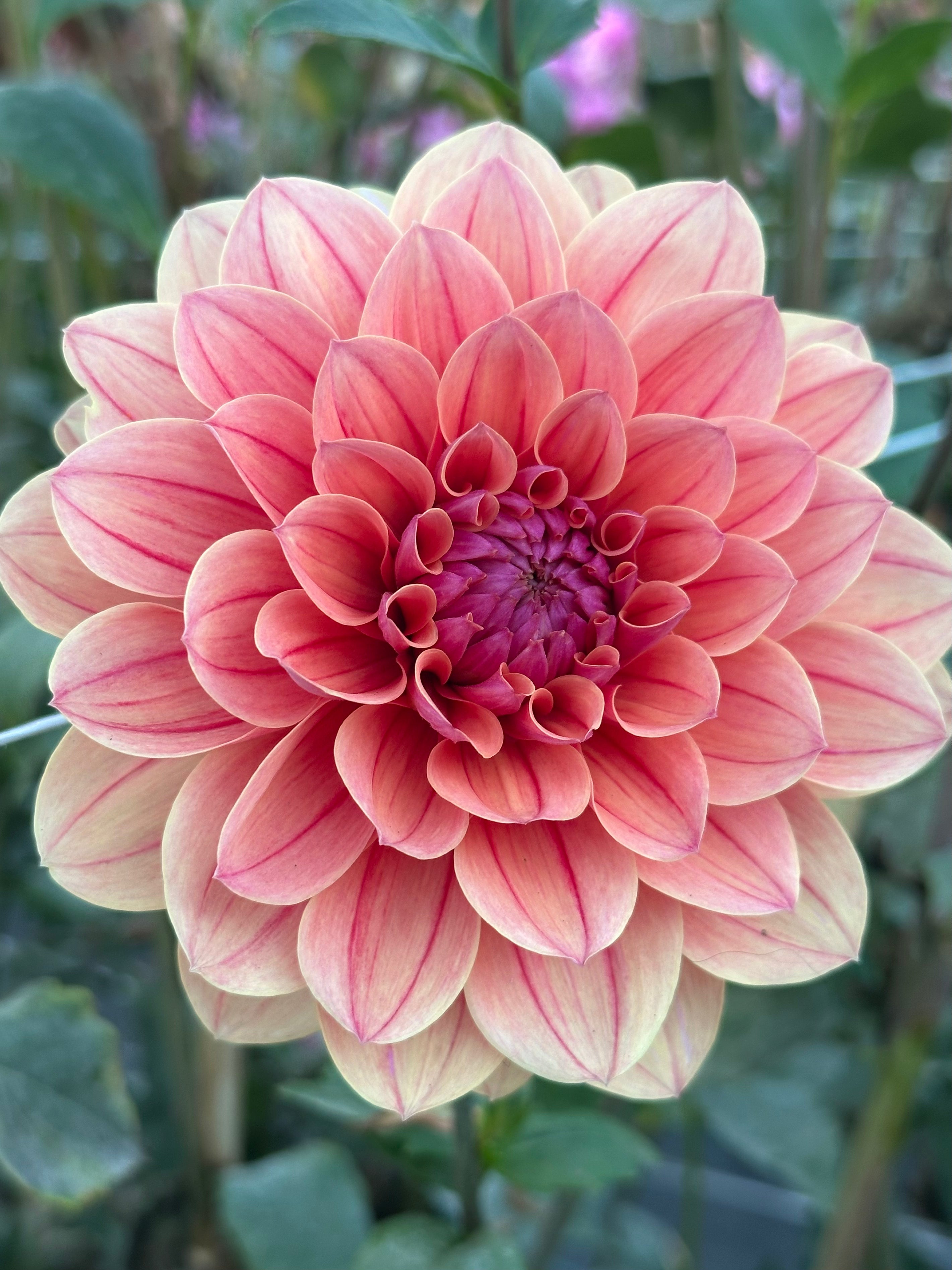 Burfoot Roan – Burfoot Flowers