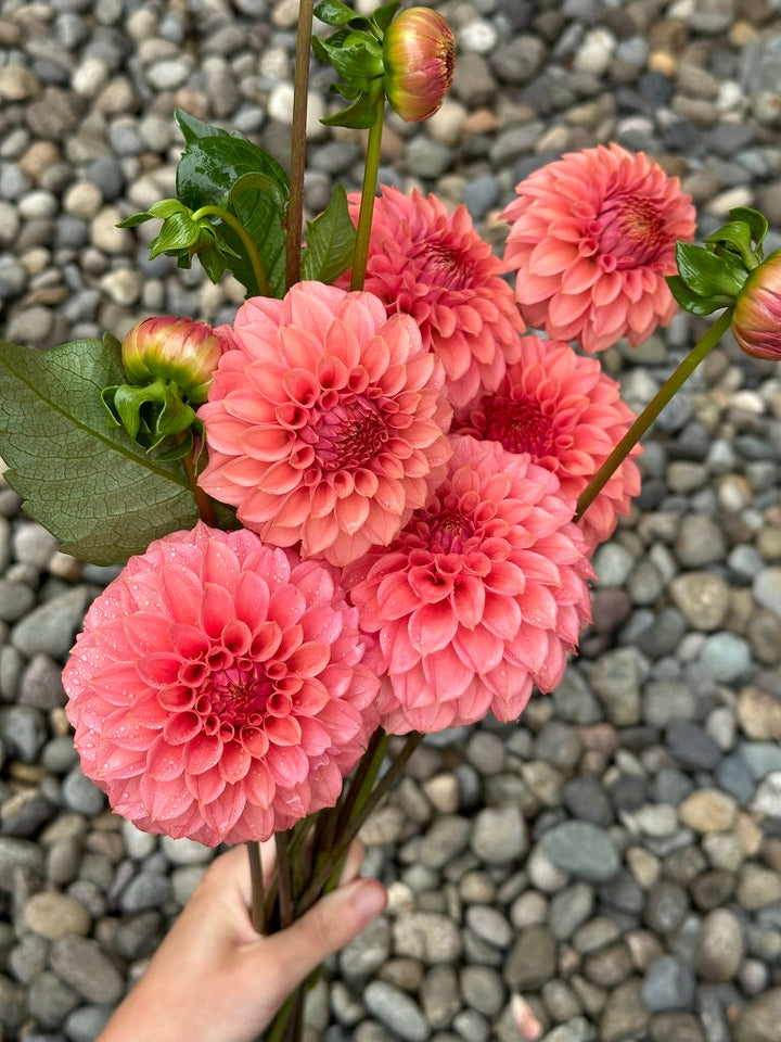 Dahlia Tuber Shop – Burfoot Flowers