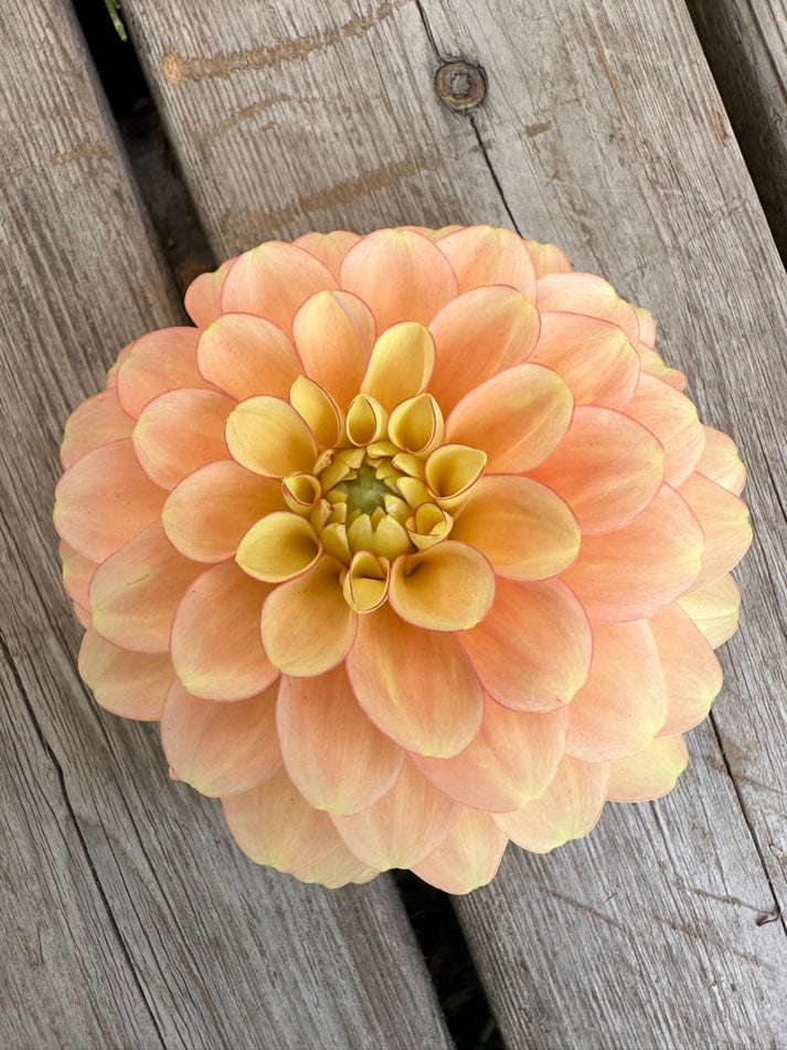 Burfoot Eva - Limit 1 – Burfoot Flowers