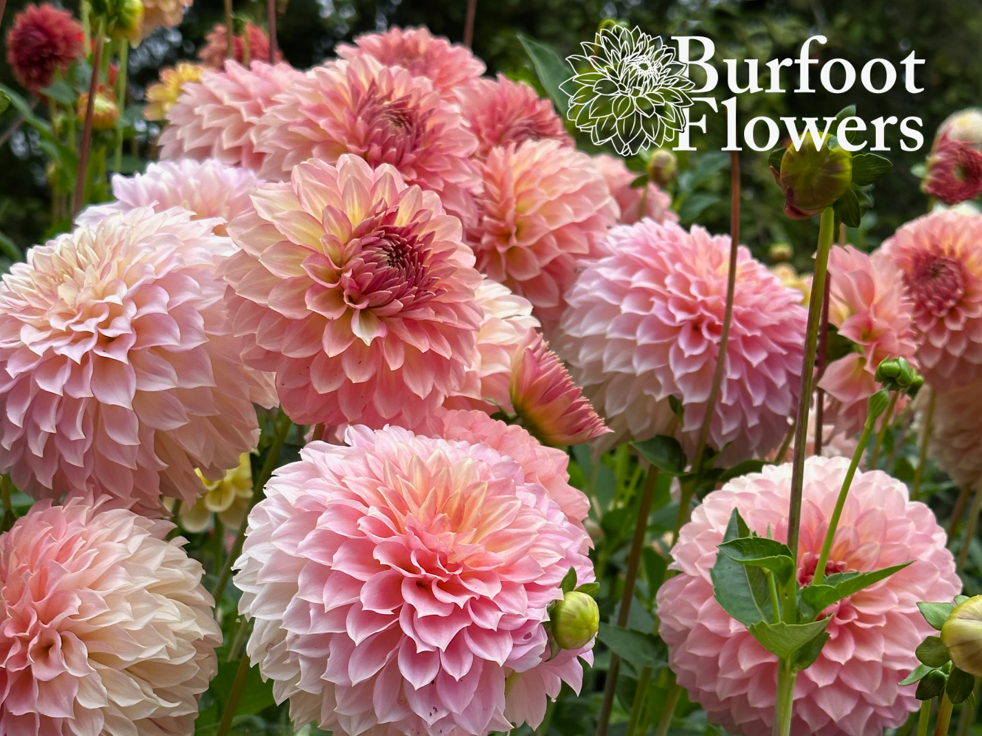 Burfoot Flowers